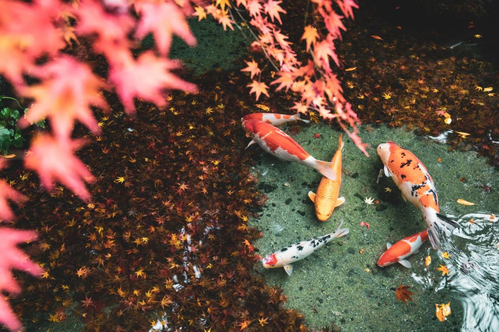 Understanding the Unique Patterns and Colours of Japanese Koi Carp ...